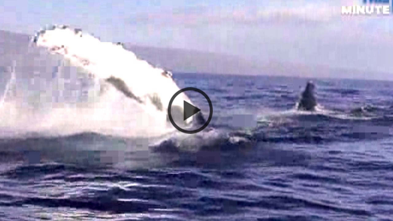 Aggressive Whale Gets Way too Close | The Weather Channel