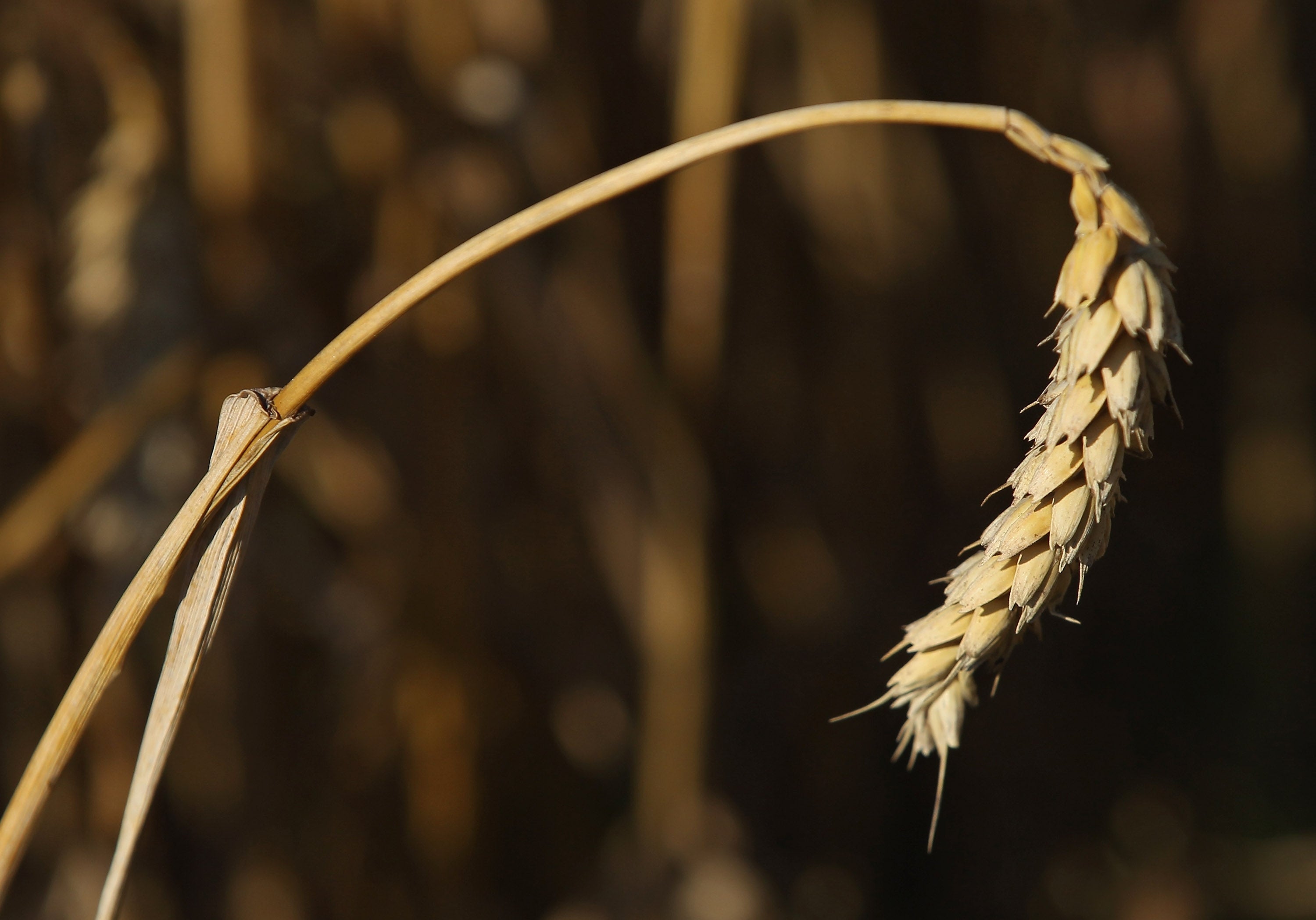 Winter Wheat Planting Underway in Ark. | The Weather Channel