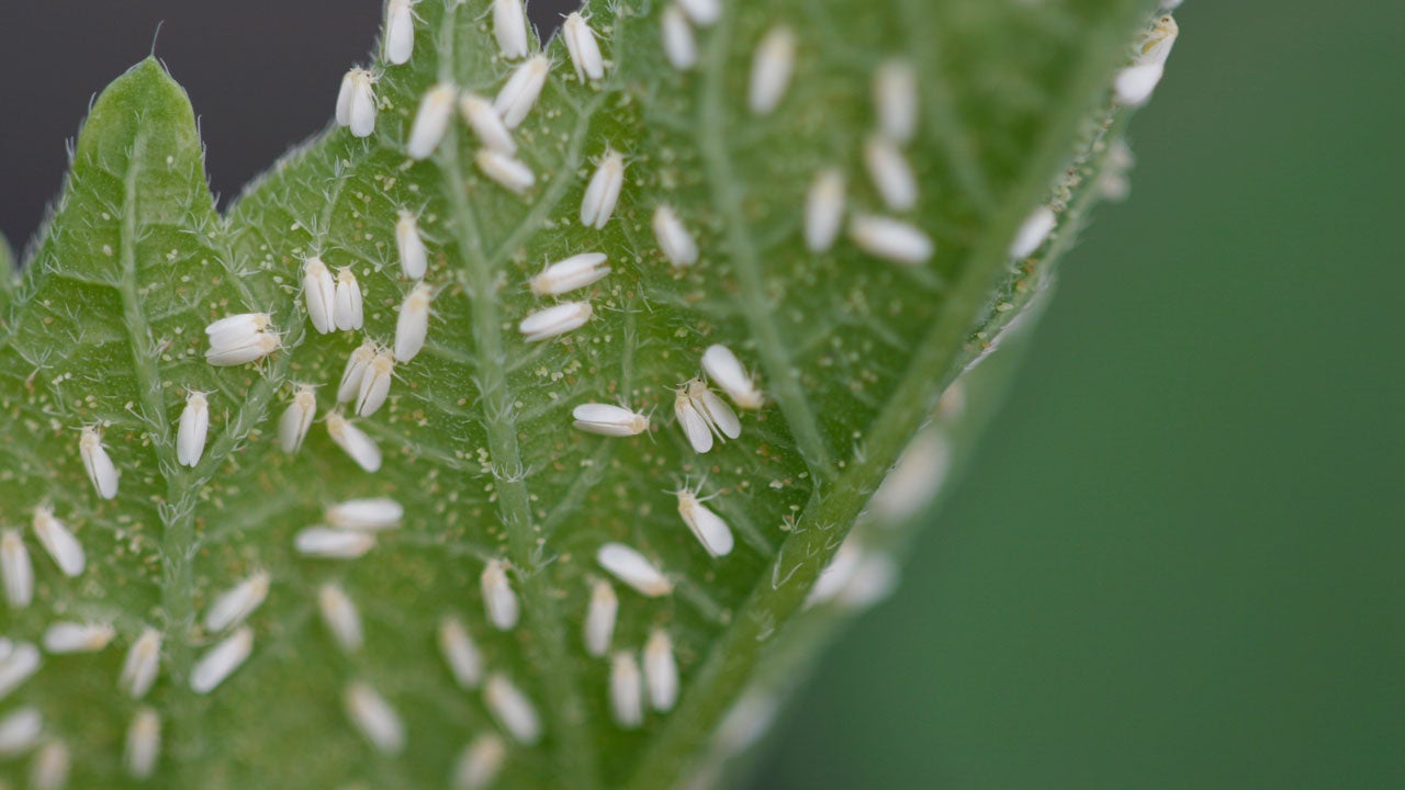 Invasive Whitefly Species Spreads Through Florida, Could Threaten Crops ...