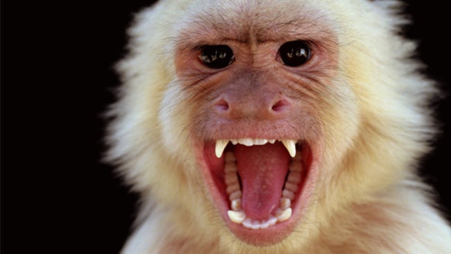 Wild Monkeys Attack Indonesian Village | Weather.com