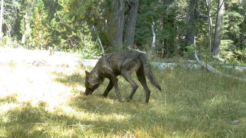 Gray Wolves Return To California For The First Time In 91 Years | The ...