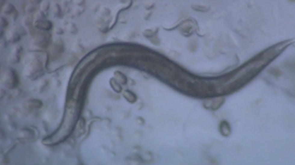 Frozen 42,000 Years But Scientists Just Brought Them Back to Life ...