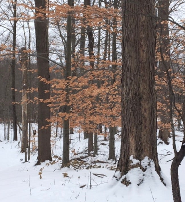 Marcescence: Why Some Trees Keep Their Leaves in Winter | Weather ...