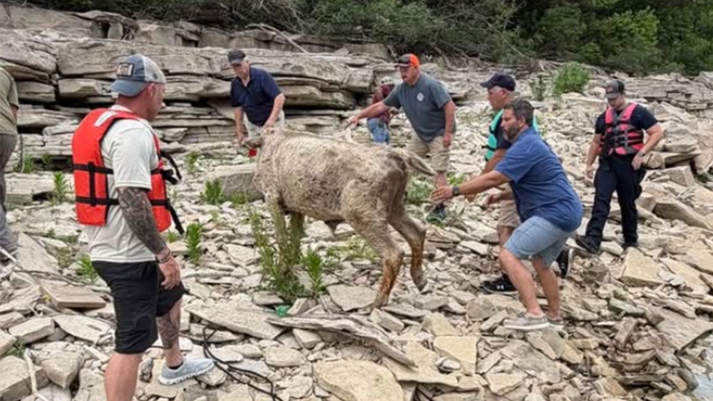 Holy cow! Kentucky firefighters pull off bovine lake rescue