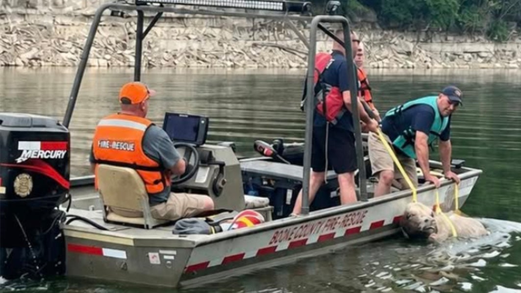 Holy cow! Kentucky firefighters pull off bovine lake rescue