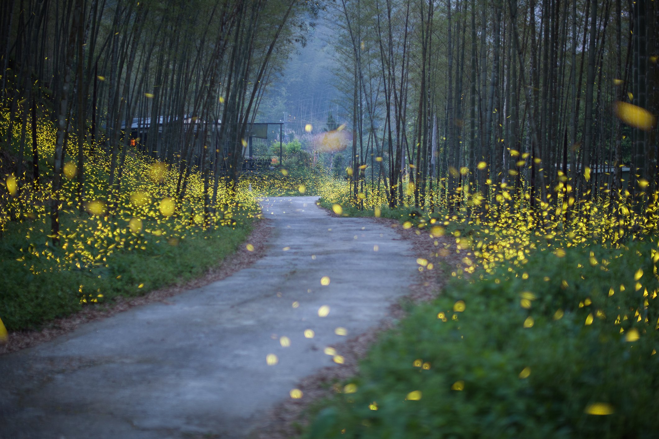 Fireflies Are Back As Emergence Wave Pushes North