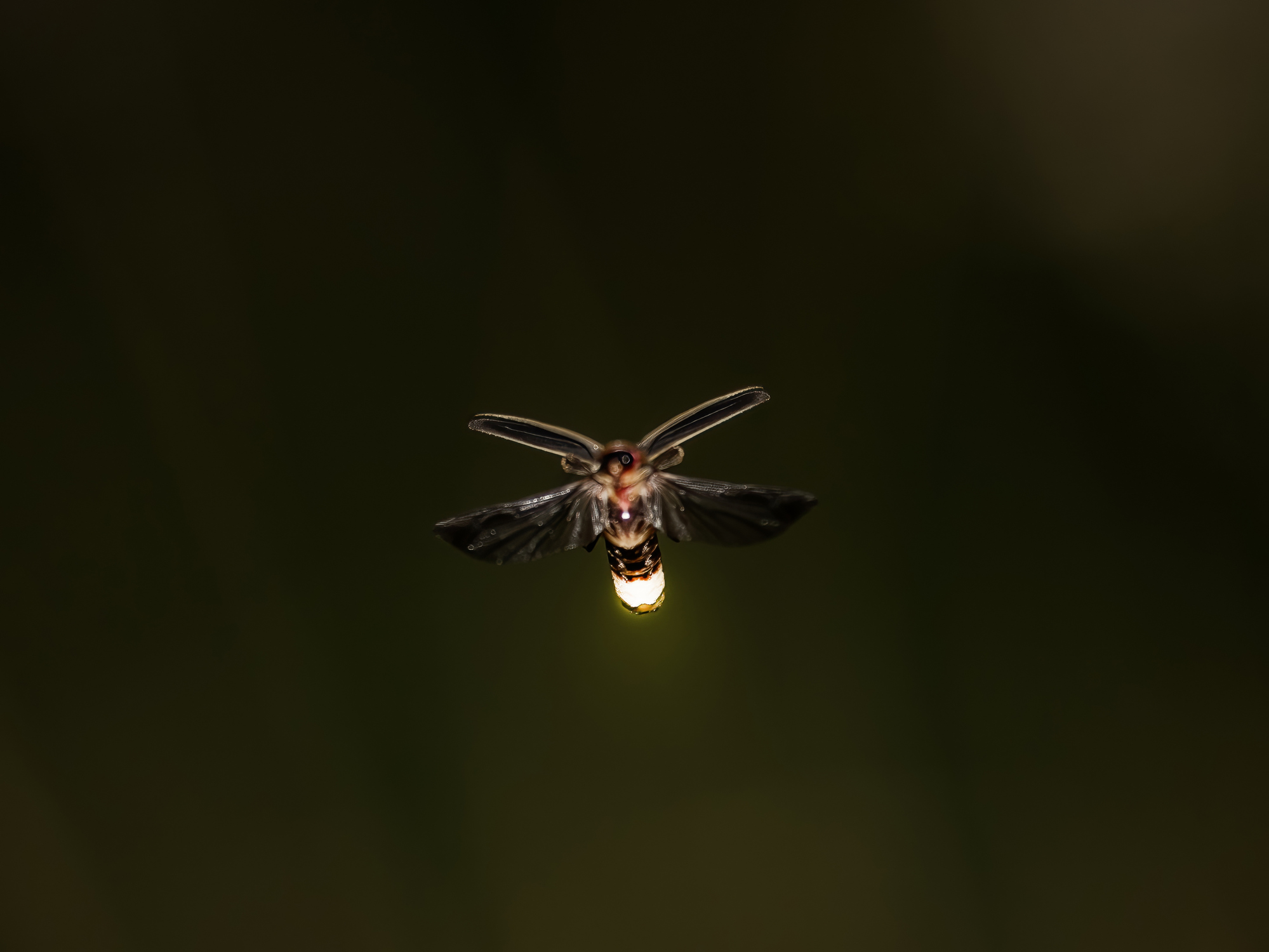Fireflies Are Back As Emergence Wave Pushes North
