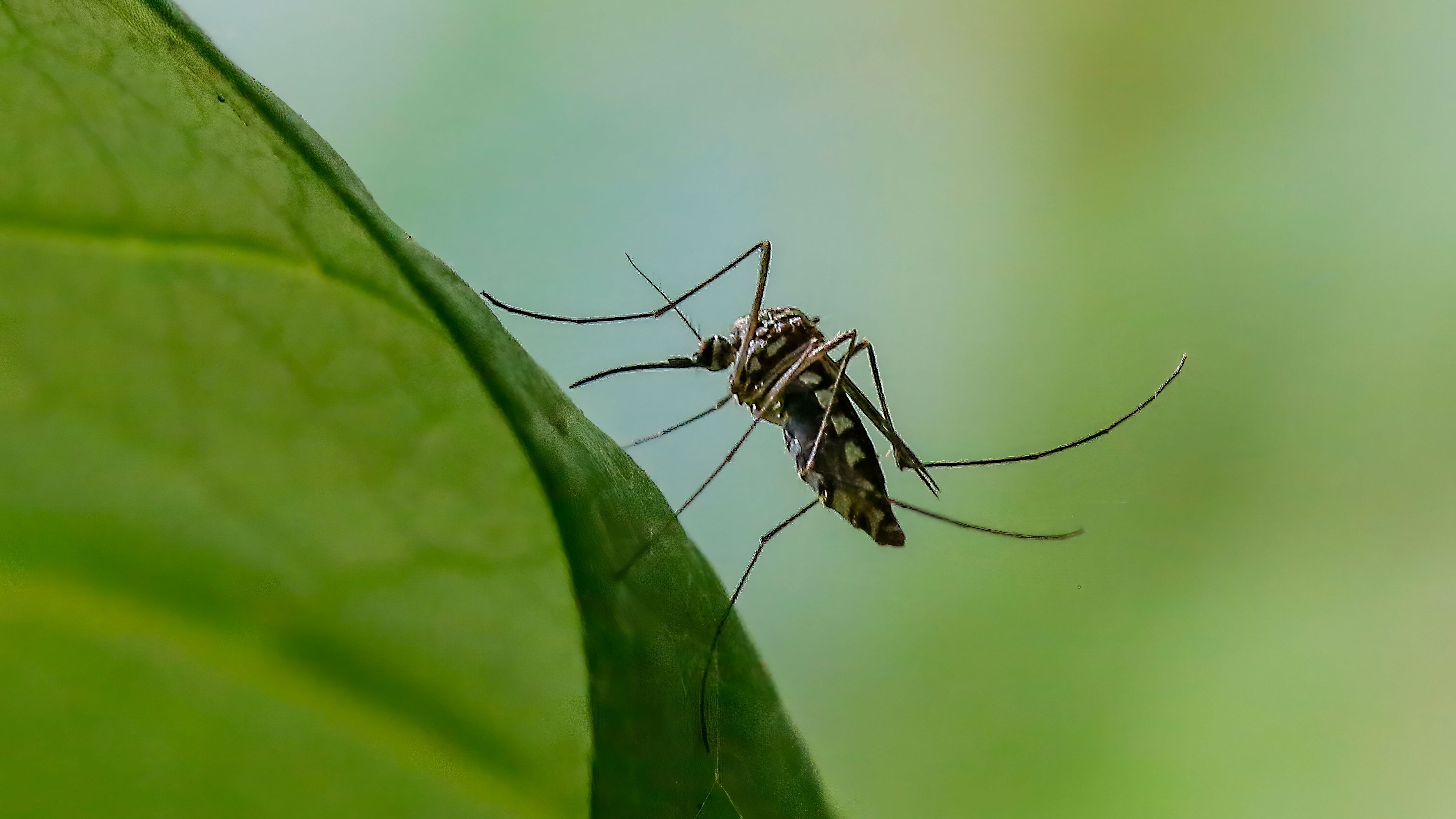 Why mosquitoes are heading to a city near you