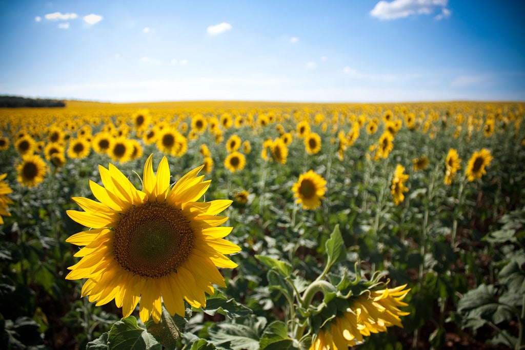 Our World in Color: Yellow (PHOTOS) | The Weather Channel