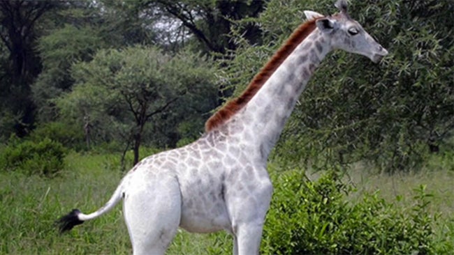 Rare White Giraffe Spotted in Tanzanian National Park | The Weather Channel